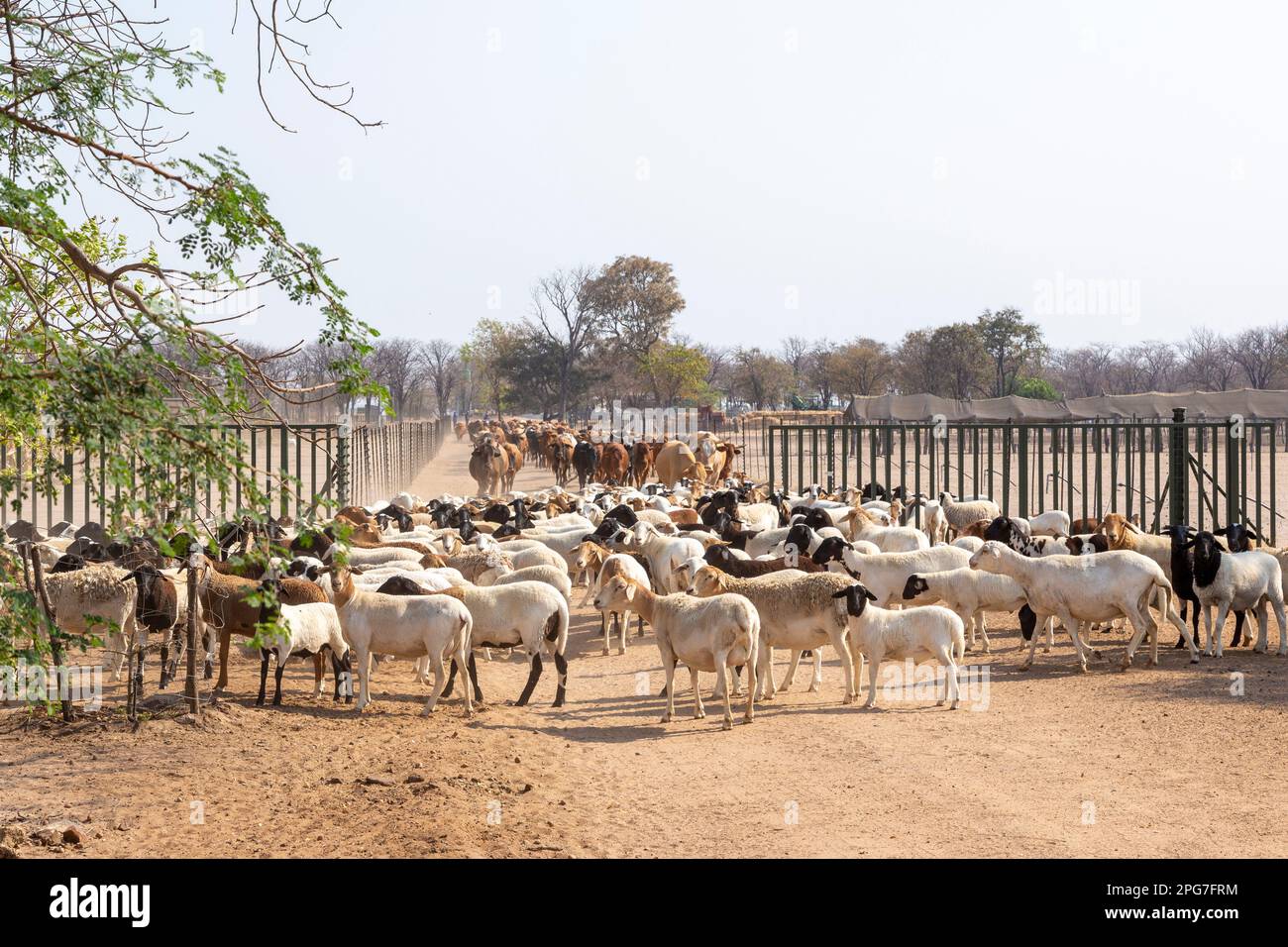 Livestock farm with sheep and beef cattle in the Chobe district in ...