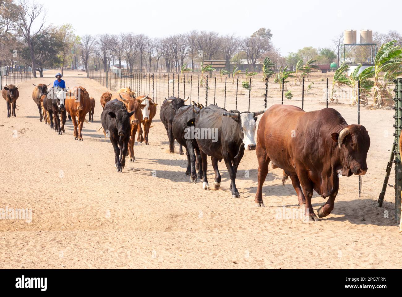 A large bull followed by a herd of cows on a Northern Botswana cattle ...