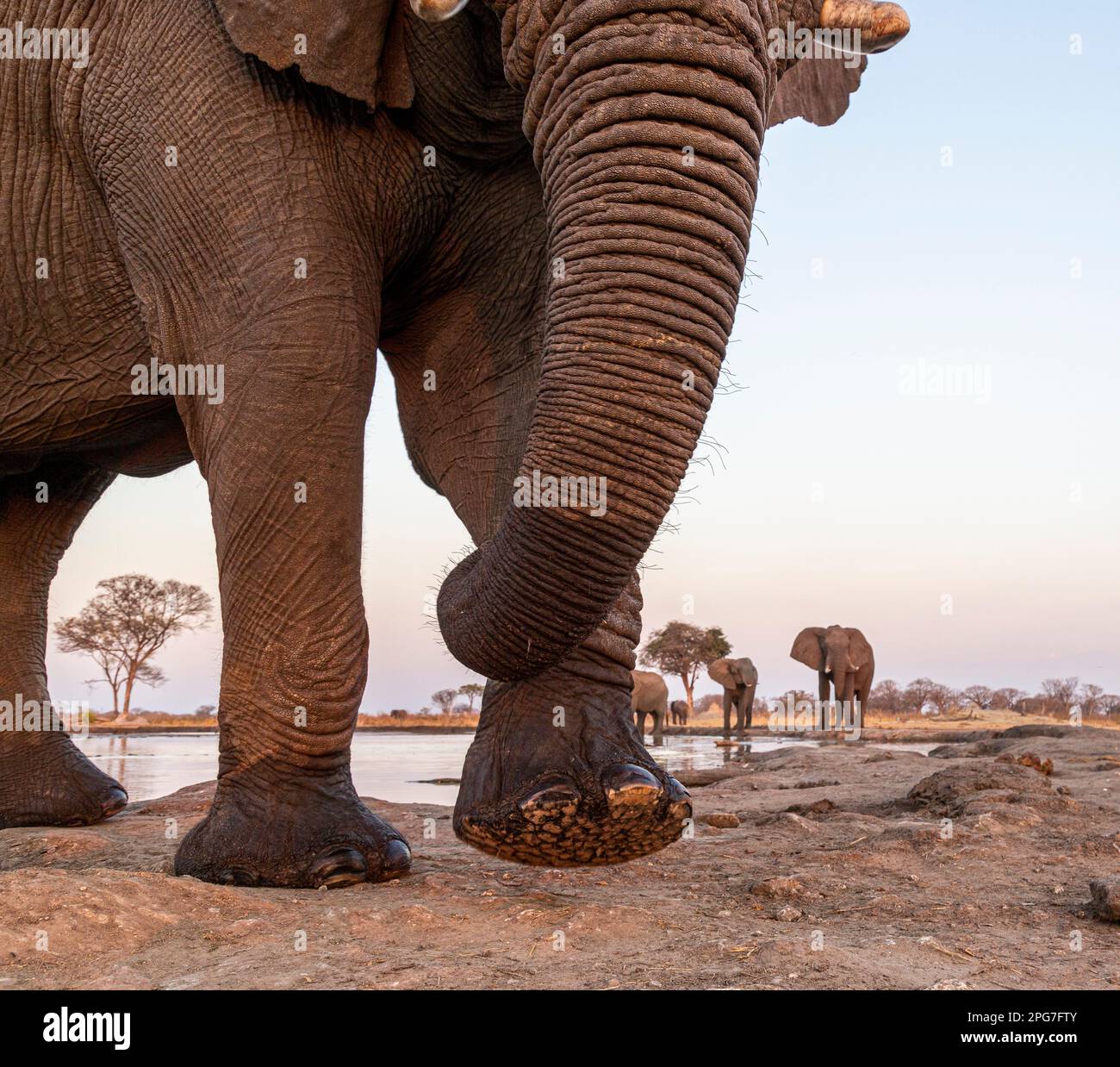 Closeup of a mature elephant bull from a low angle showing the ...