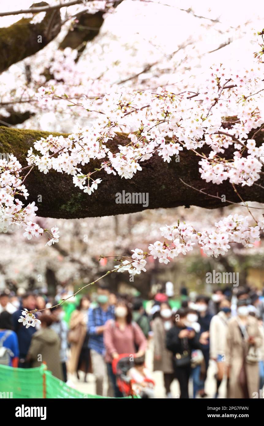Tokyo, Japan. 21st Mar, 2023. People enjoy to see cherry blossoms at ...