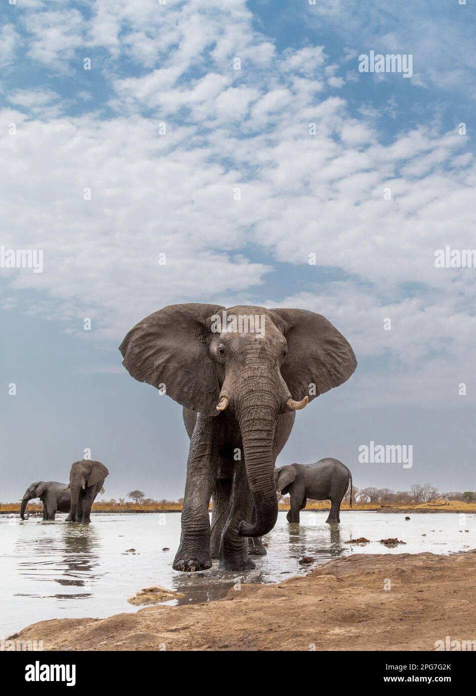 Low-angle view of elephants drinking at a Botswana waterhole under a ...