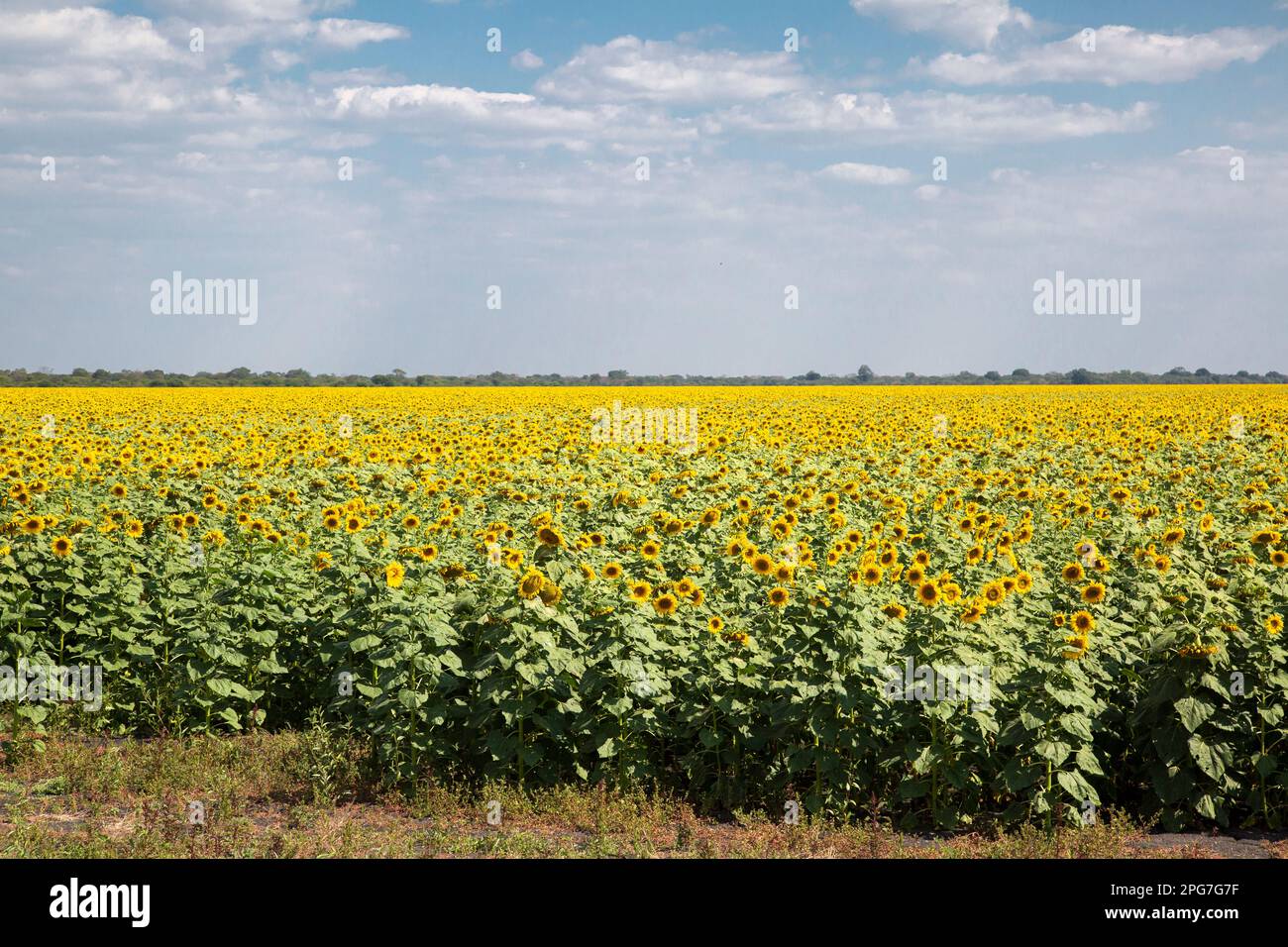 Extensive farmlands with Sunflowers in the Pandamatenga agricultural ...