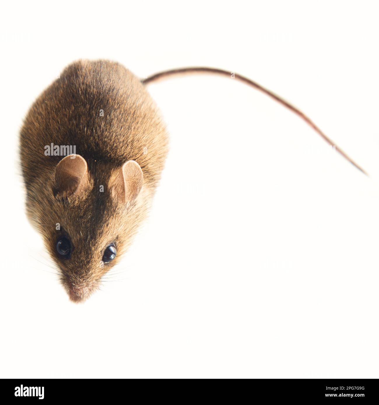 Theriology. Mouse-like rodents of boreal forests, north-east of Europe ...