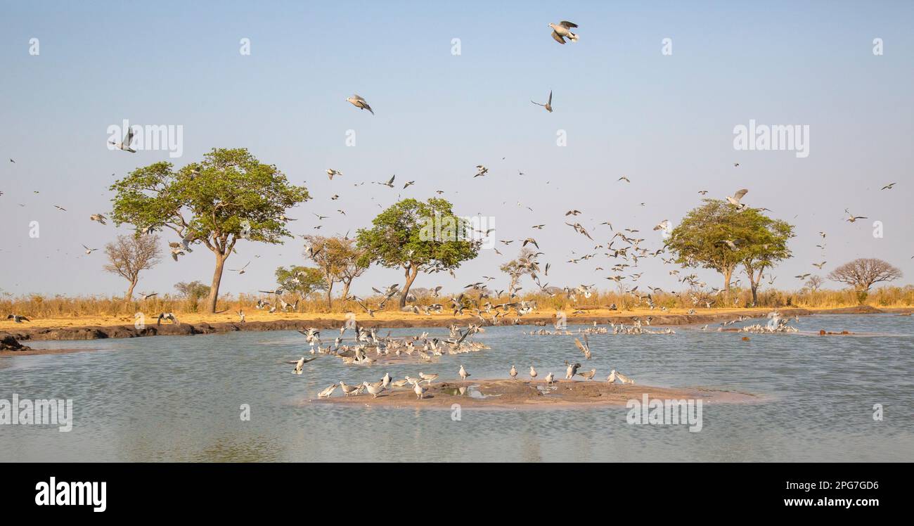 Large flocks of Cape Turtle doves at a waterhole in the Chobe region of ...