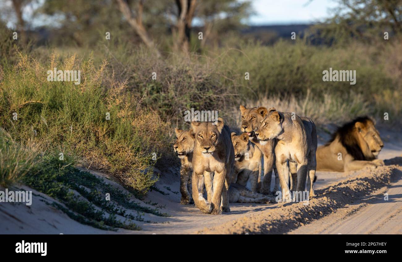 Pride of lions on the move Stock Photo - Alamy