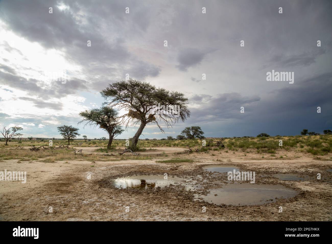 Scenic view of a Kgalagadi waterhole overlooked by a camelthorn tree ...