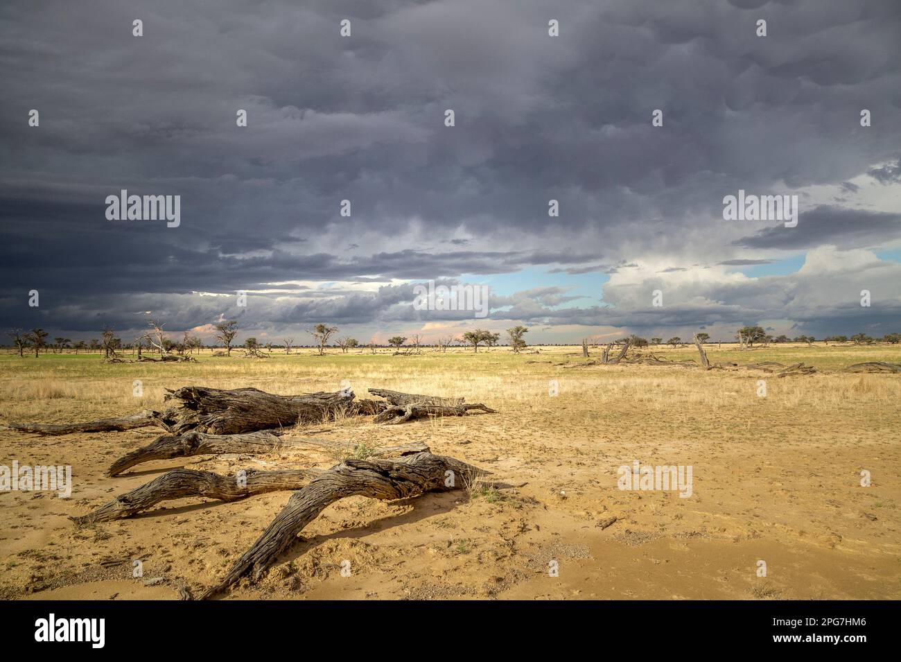 Arid Kalahari landscape with fallen dead trees and dramatic rainclouds ...