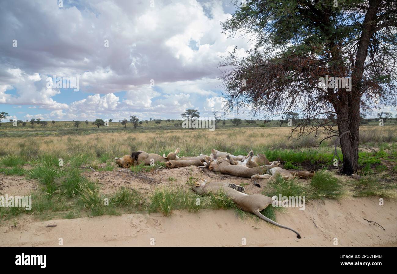 Scenic view of ride of lions with a black-maned male lying fast asleep ...