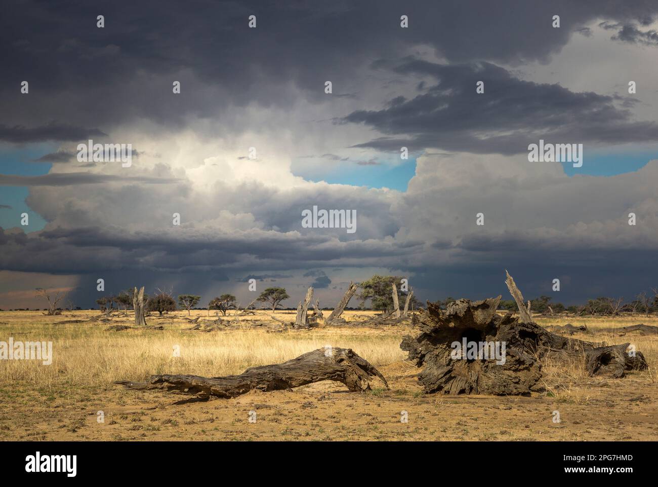 Fallen dead tree in an arid Nossob landscape with rain falling from ...