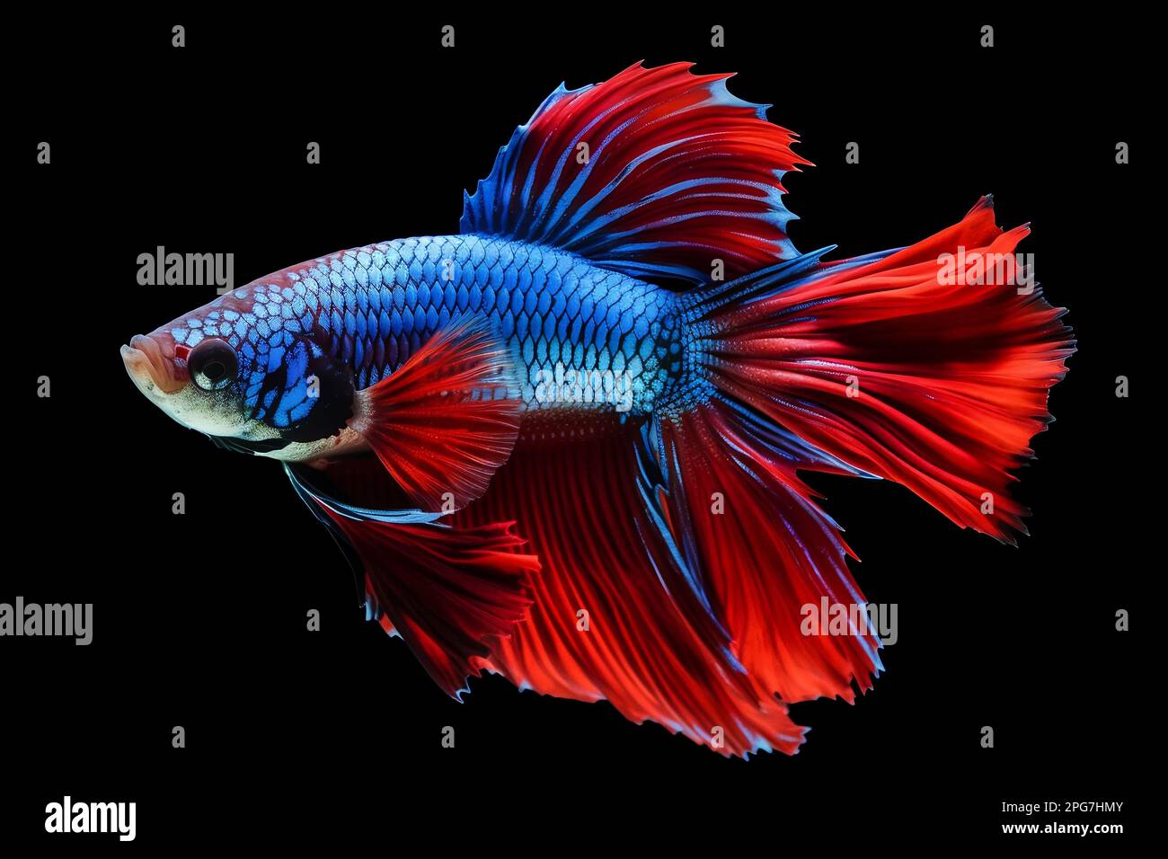 Red white crown betta fish hi-res stock photography and images - Alamy