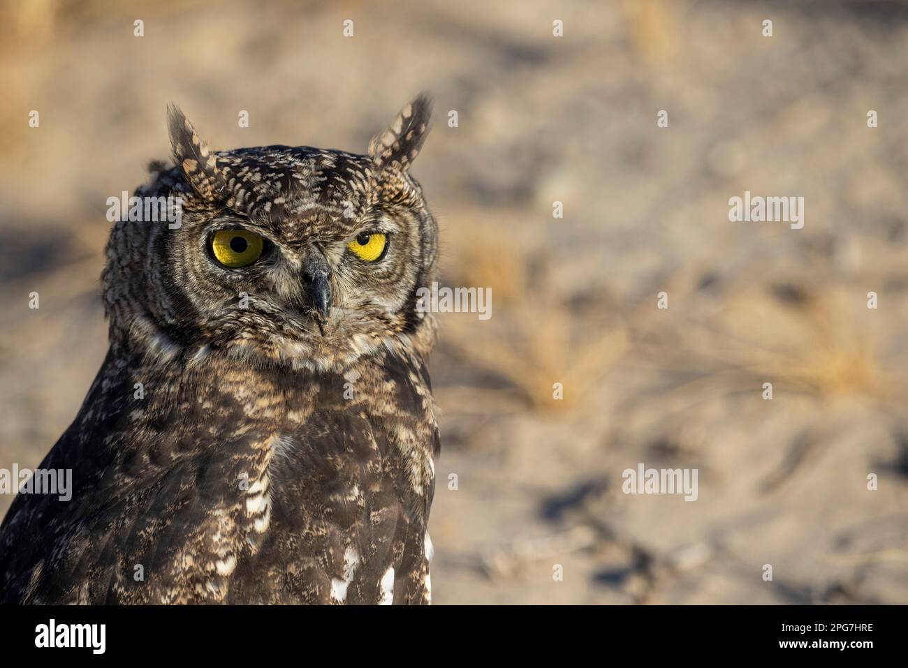 Stock photo portrait of a spotted eagle owl Stock Photo - Alamy