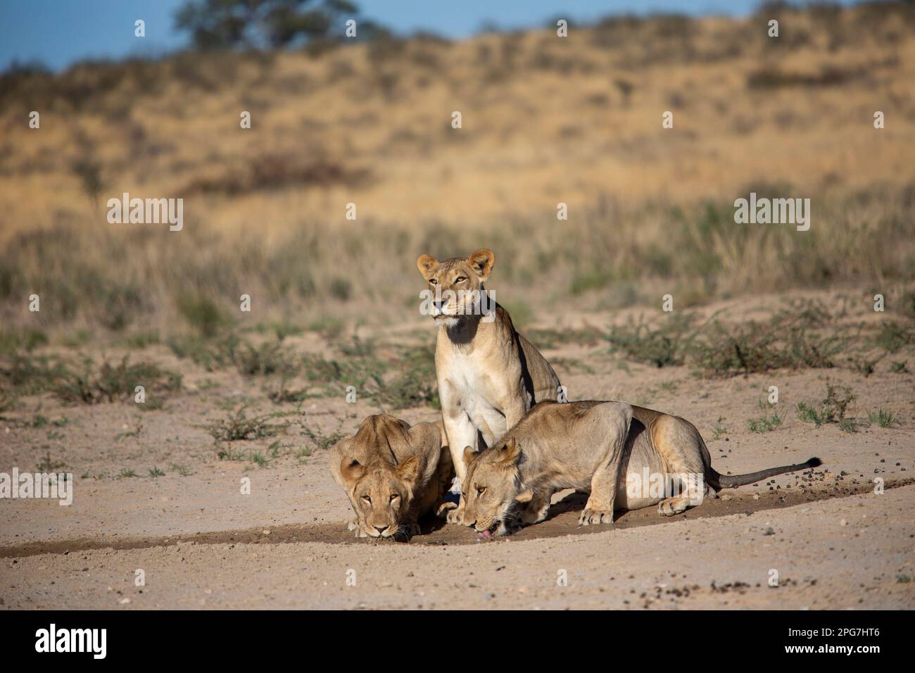 Lioness flanked by two sub-adult male lions drinking water from a ...