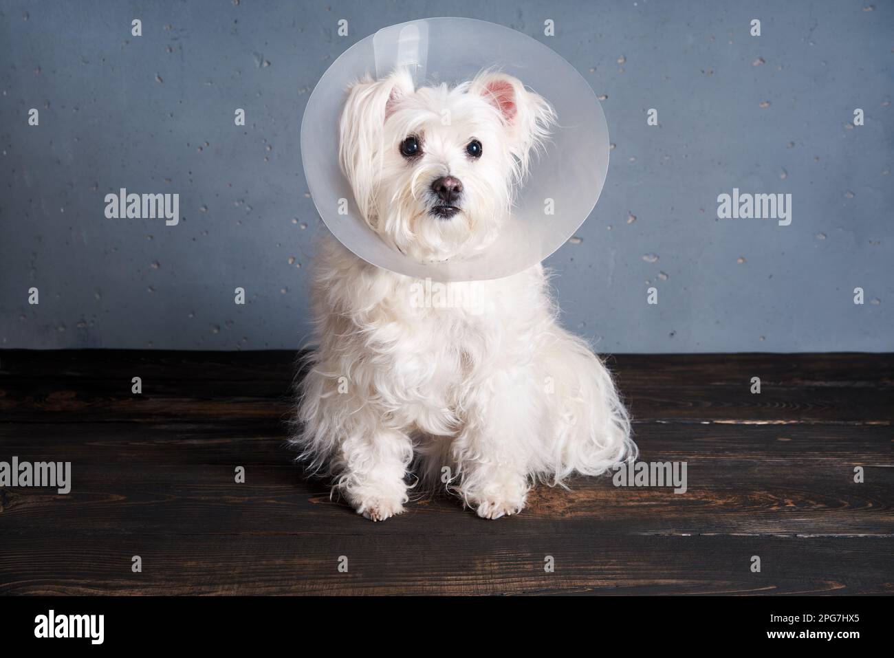 Cute white dog breed in pet cone posing in studio. Veterinary, animals ...