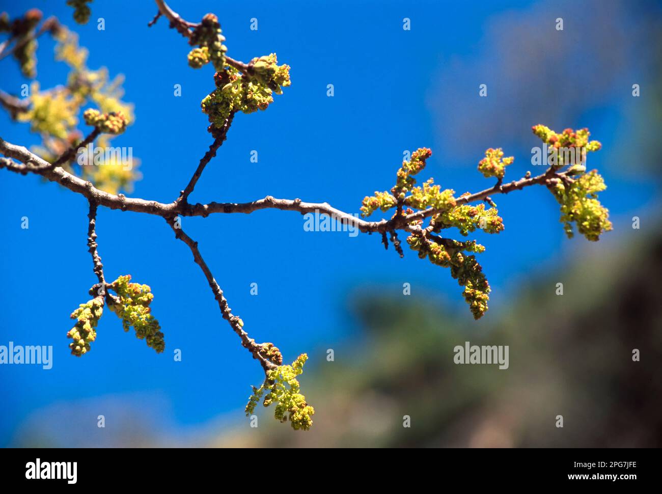 Photo of a tree branch that just started to grow new leaves against ...