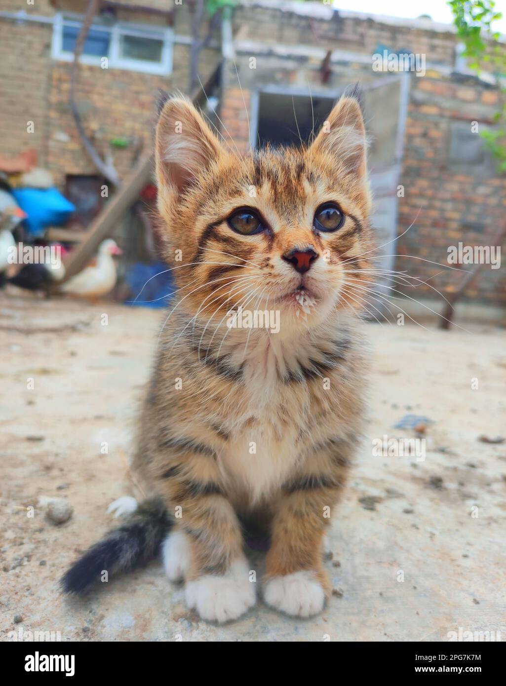 An adorable small kitten with bright, inquisitive eyes standing on the ...