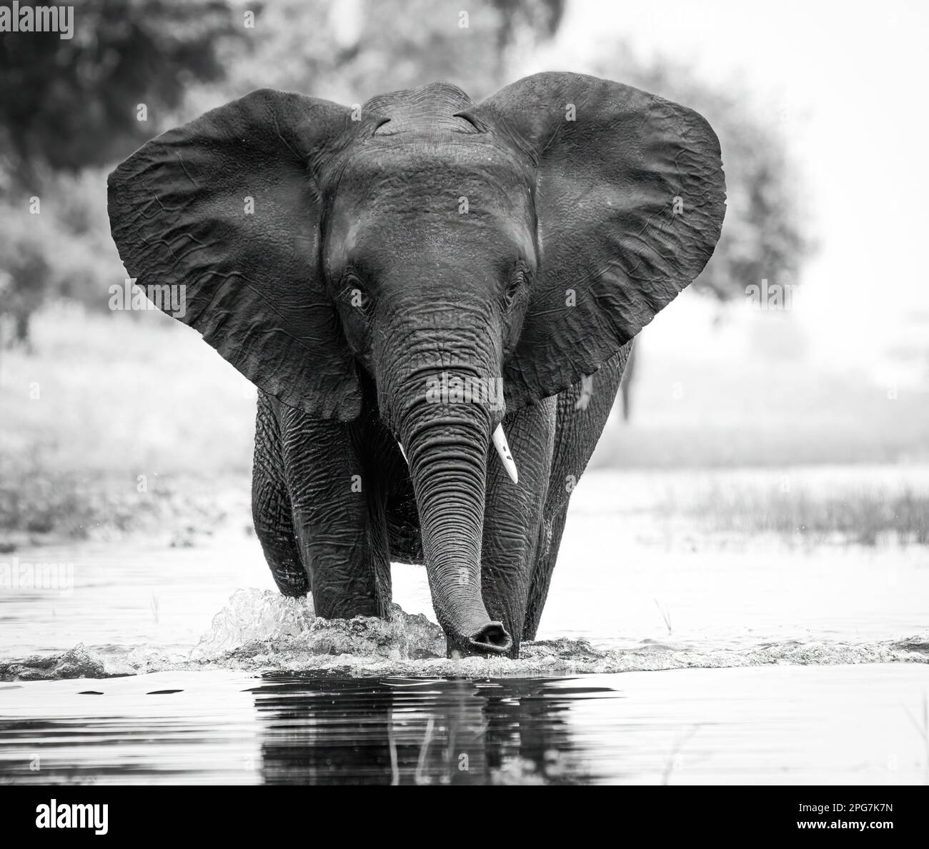 A grayscale shot of an African elephant walking through a shallow river ...
