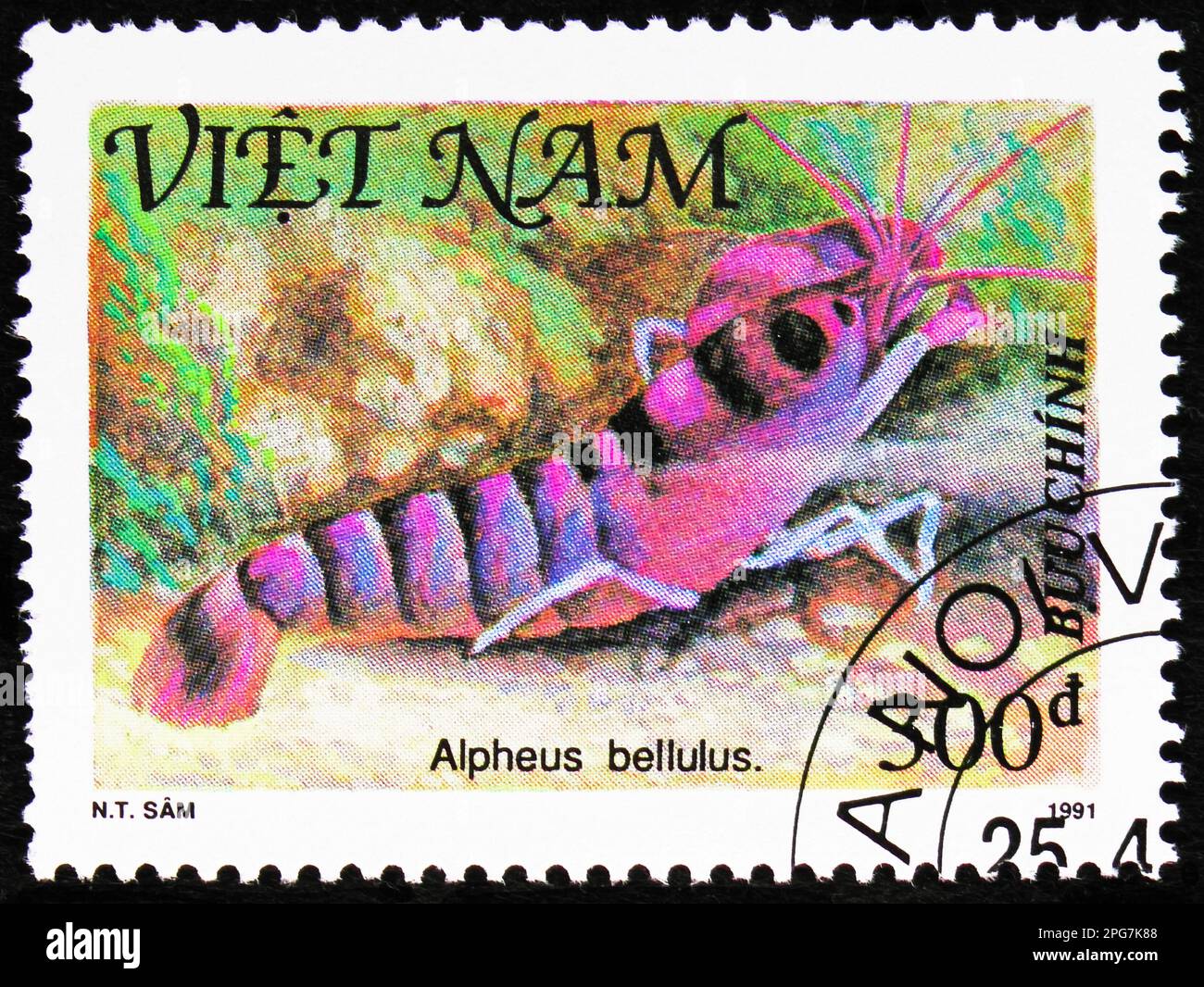 Pretty snapping shrimp hi-res stock photography and images - Alamy