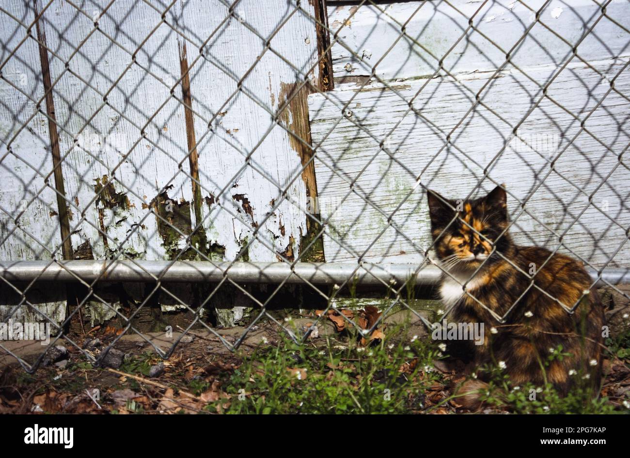 Calico cat Felis catus posing for camera behind chain link fence on ...