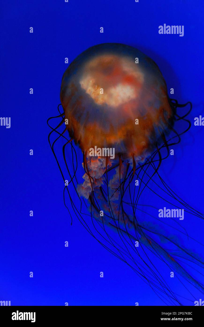 Subtle lighting makes Medusa phase sea jellies appear to glow from ...