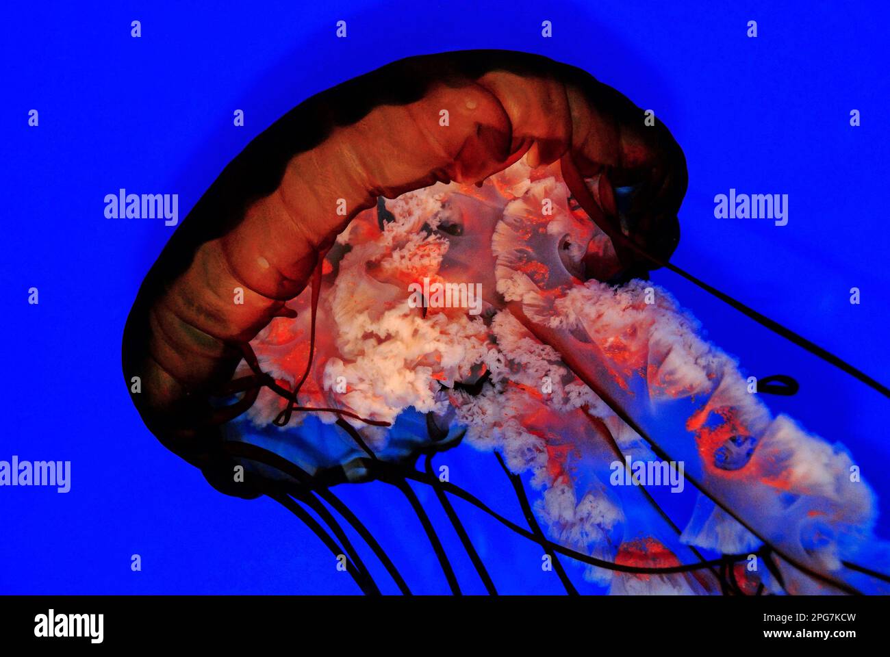 Medusa phase sea jelly hi-res stock photography and images - Alamy