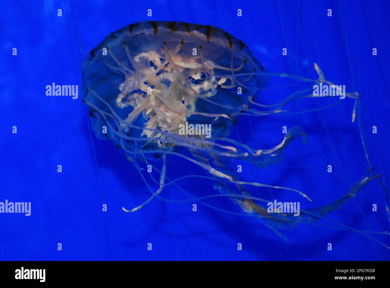 The delicate internal anatomy of a Medusa phase sea jelly revealed by ...