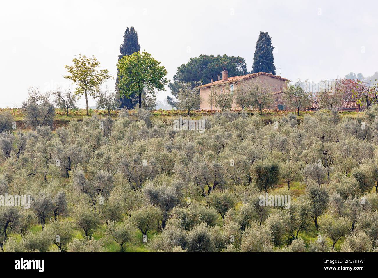 Olive trees at a farm in Italy Stock Photo - Alamy