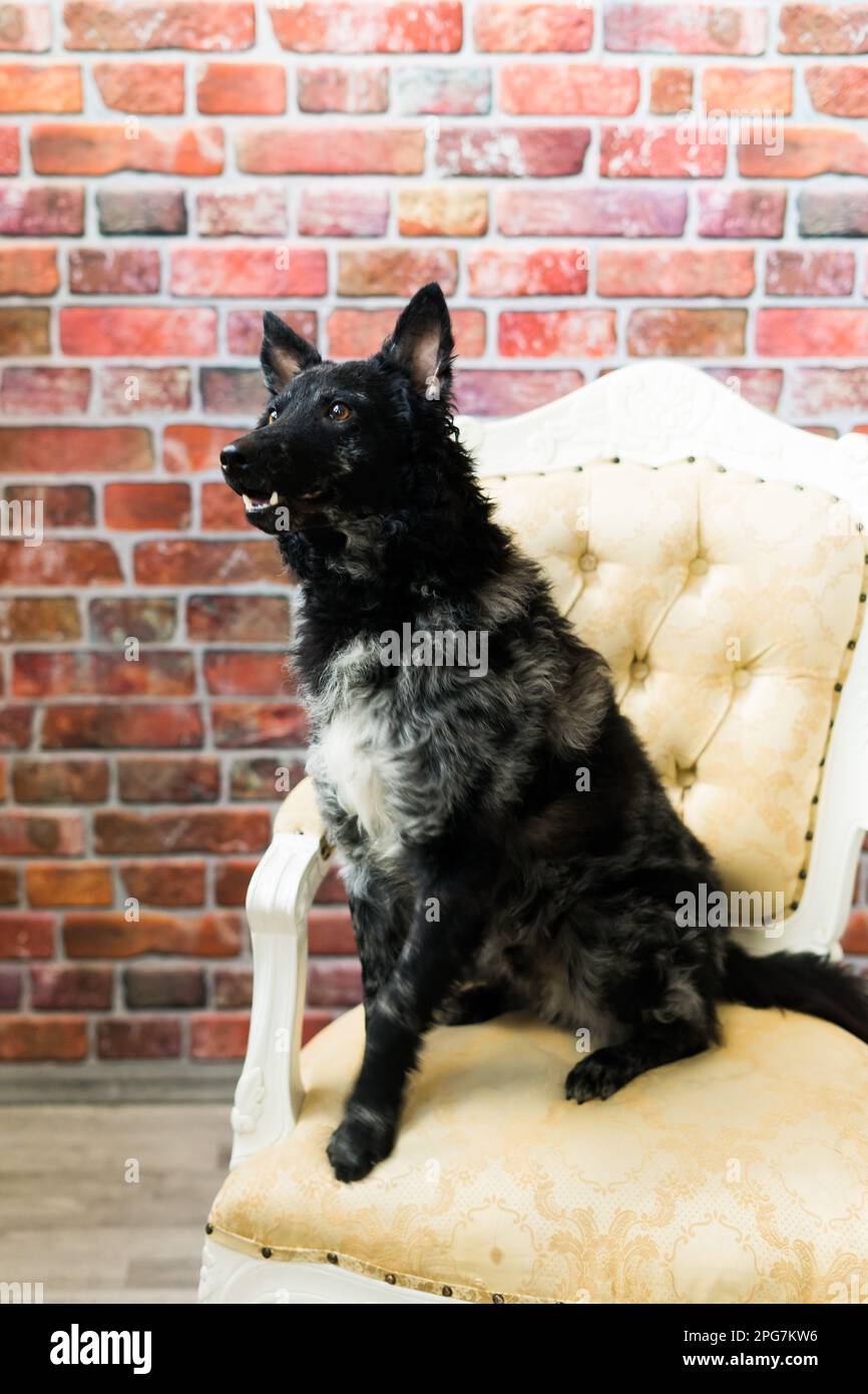Mudi black dog sitting on chair in a interior Stock Photo - Alamy