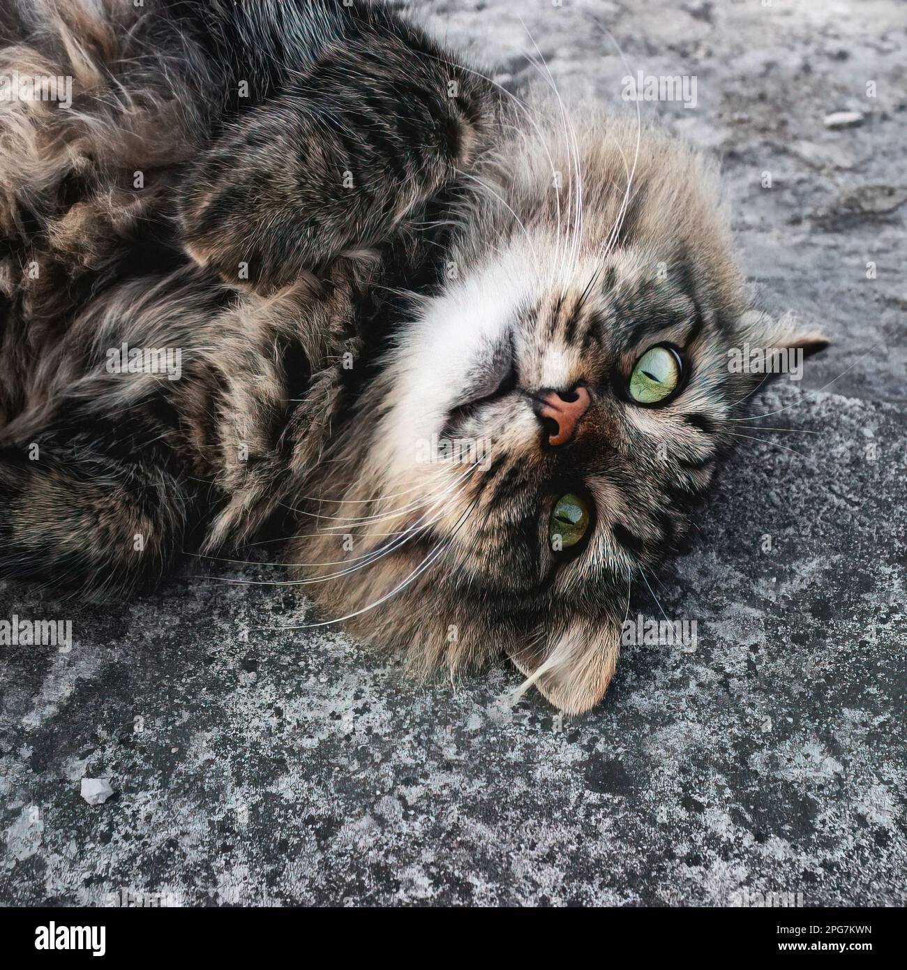 A domesticated feline is sprawled out on the ground, gazing ...