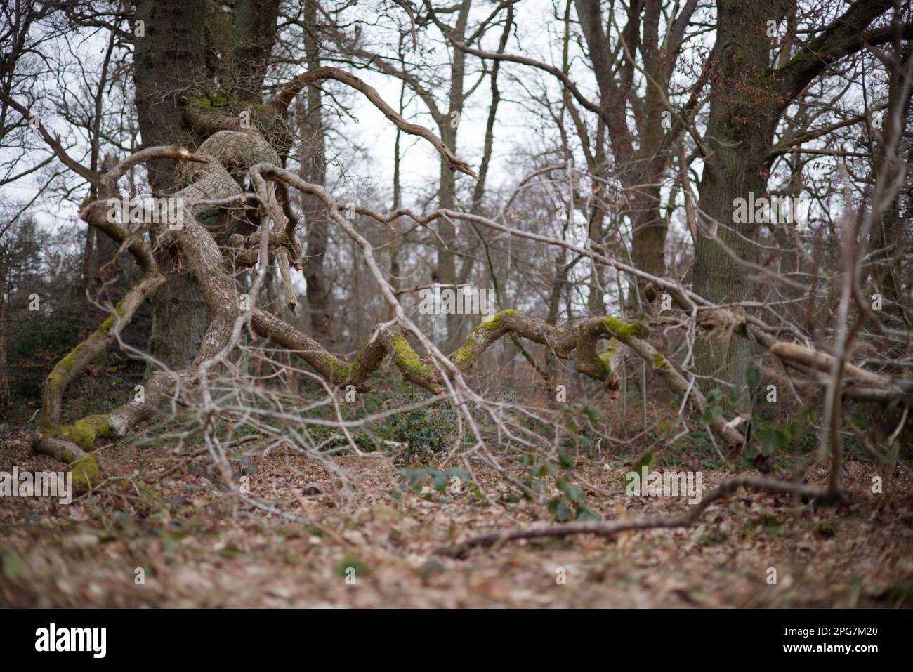 Knarly old oak tree, Langley Park, UK Stock Photo - Alamy