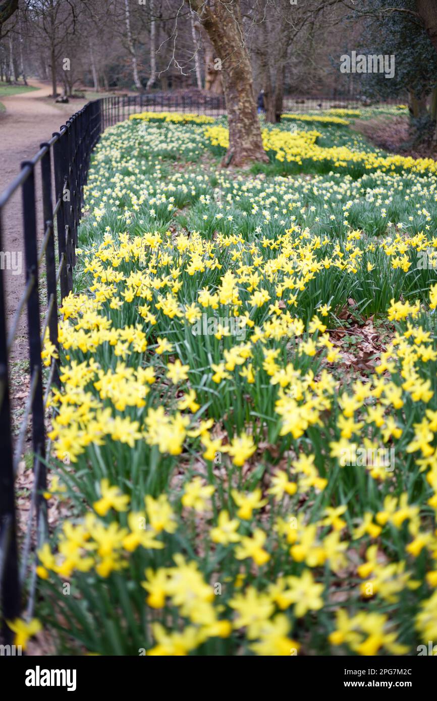 Yellow Daffodils in spring, Langley, UK Stock Photo - Alamy