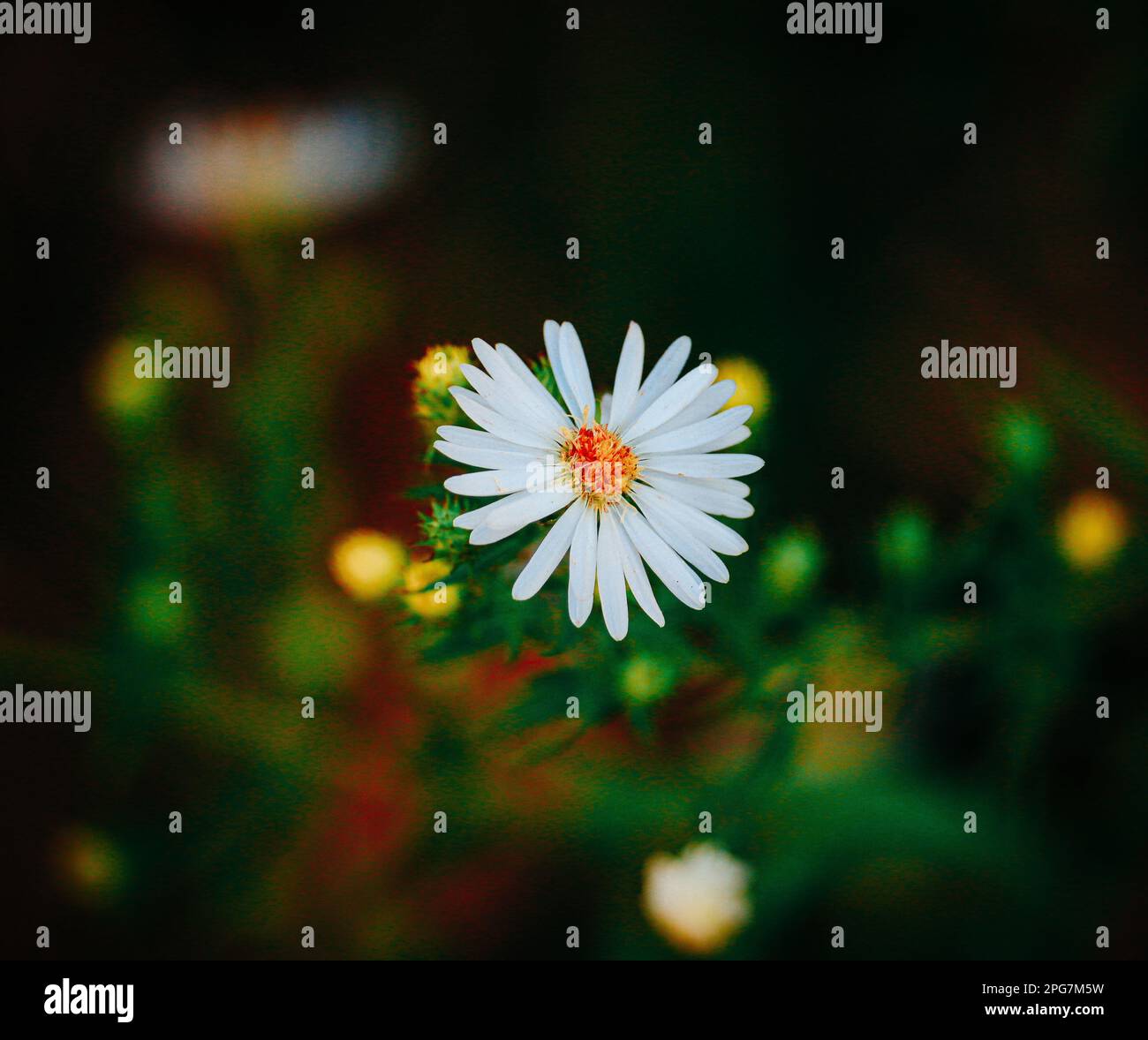 A single white daisy flower perched atop a cluster of lush green plants ...