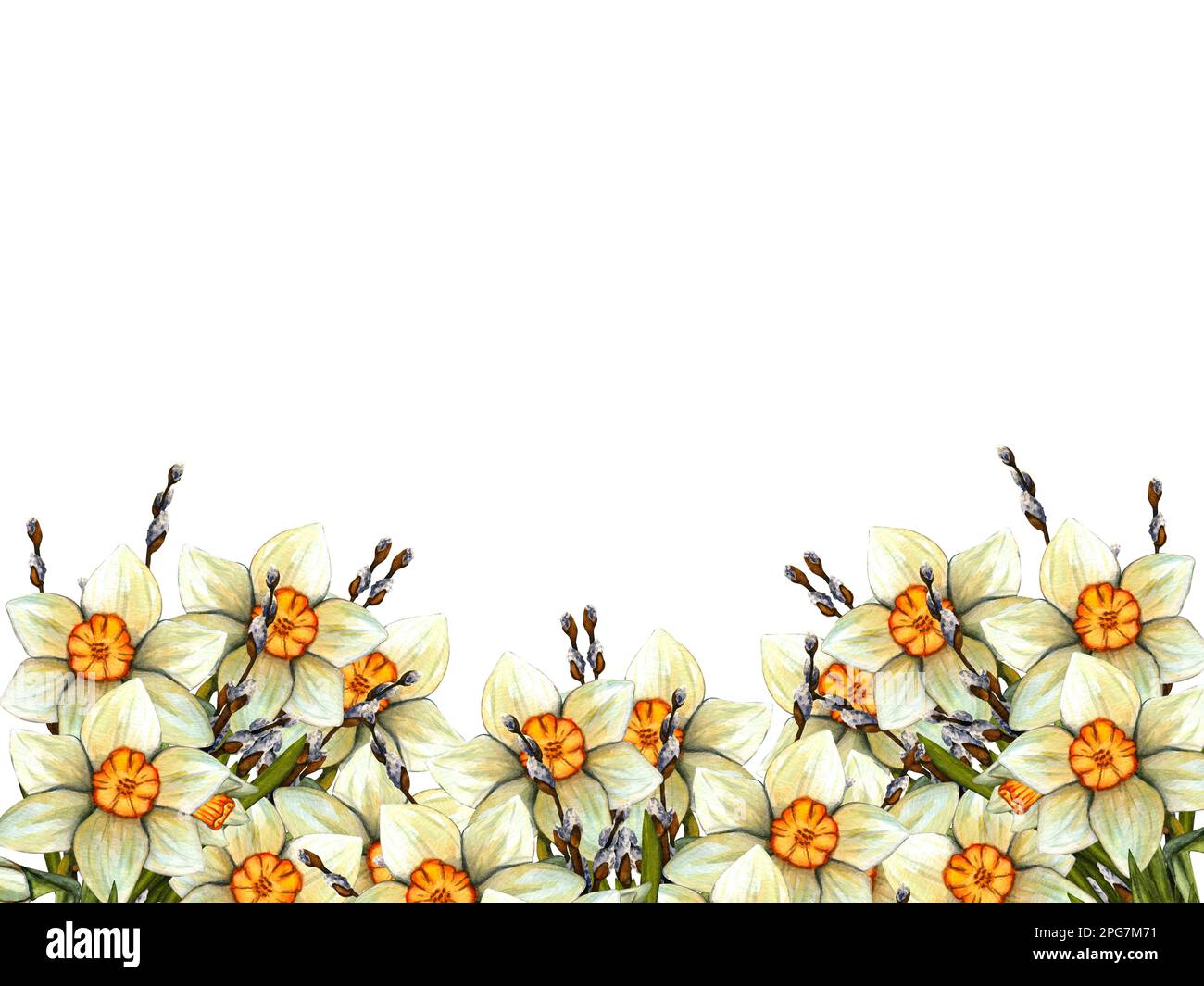 Border. Spring watercolor daffodils bouquet. Flowers with stem and leaf ...