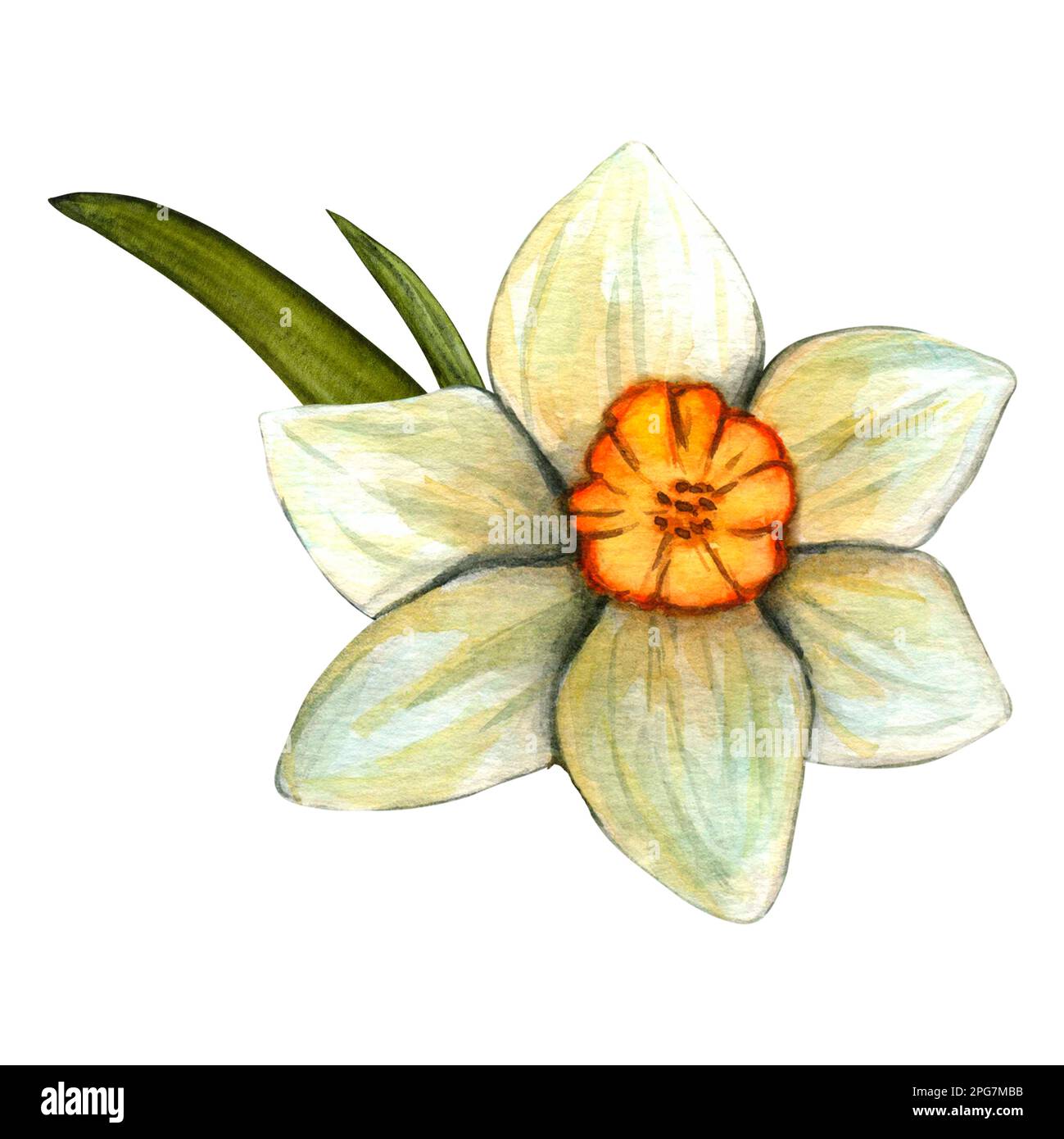 Watercolor flowers daffodil. Spring hand drawn illustration on white ...