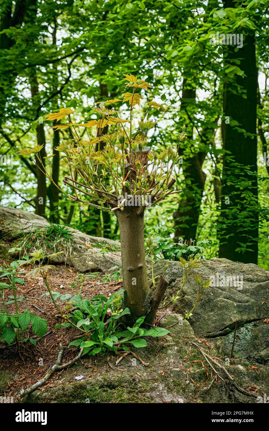 a large forest of rocks with a new young oak tree on Proud that is ...