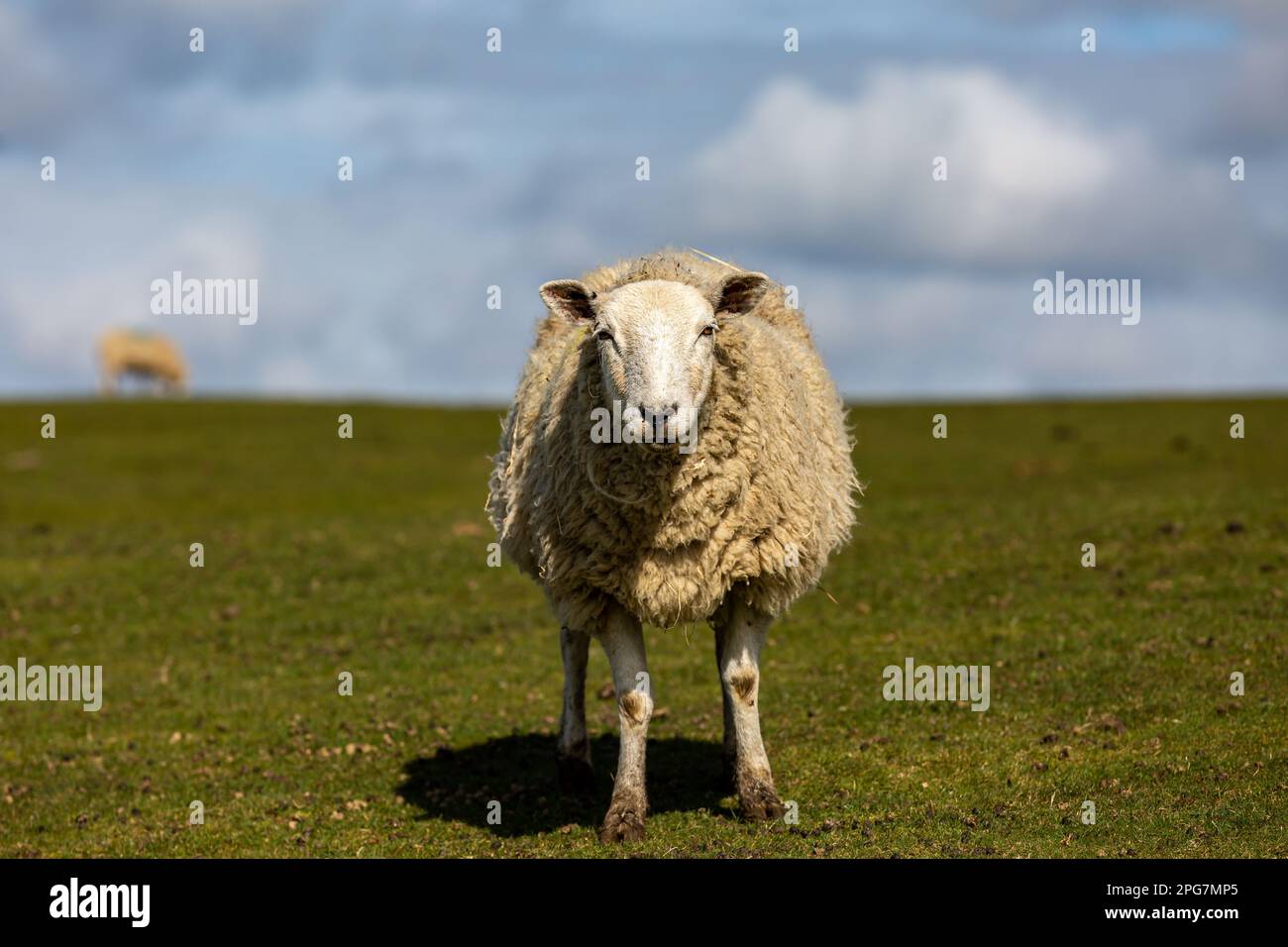Sheep staring at the camera hi-res stock photography and images - Alamy