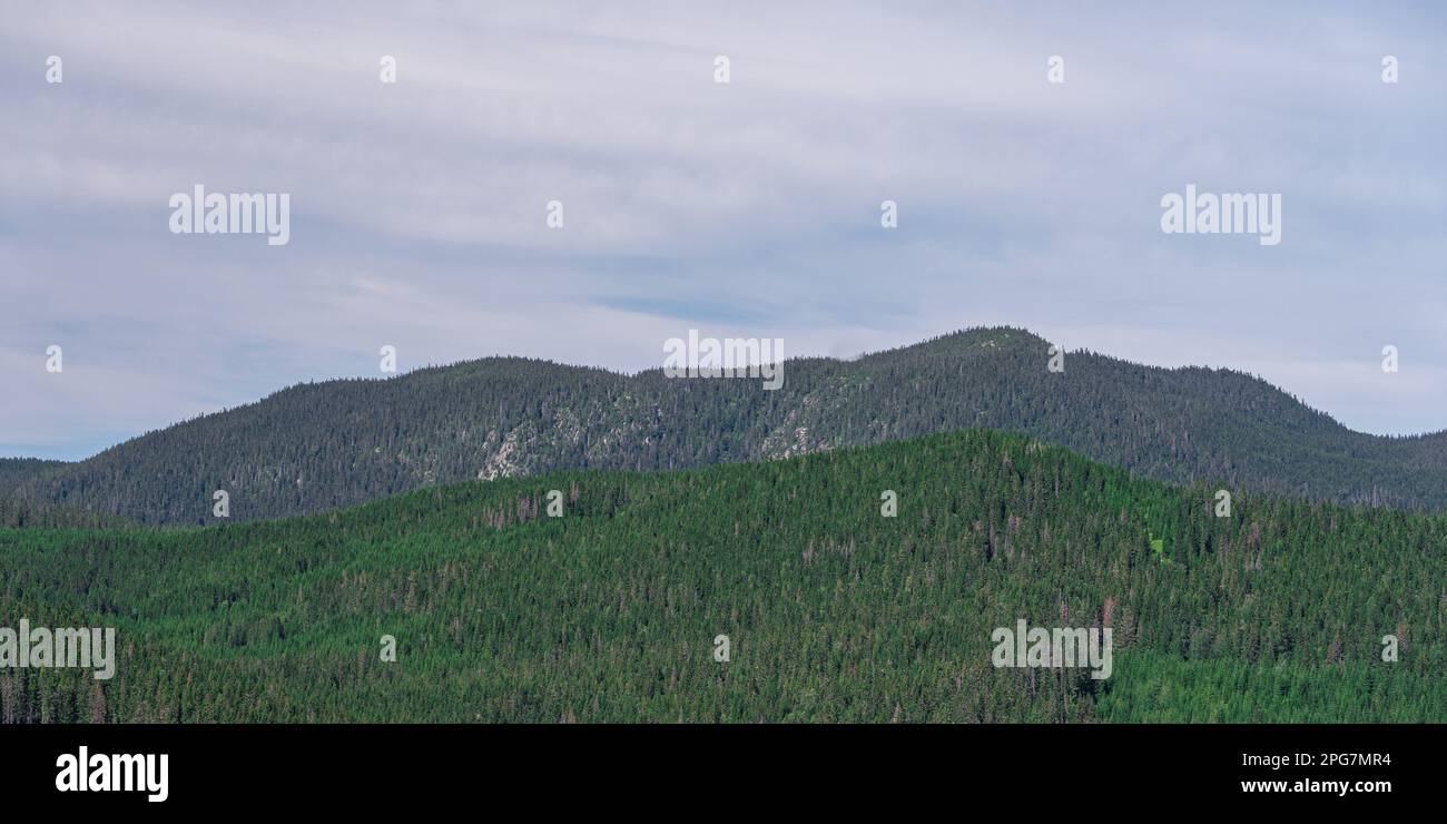 A green landscape view with high dense forest against a cloudy sky ...