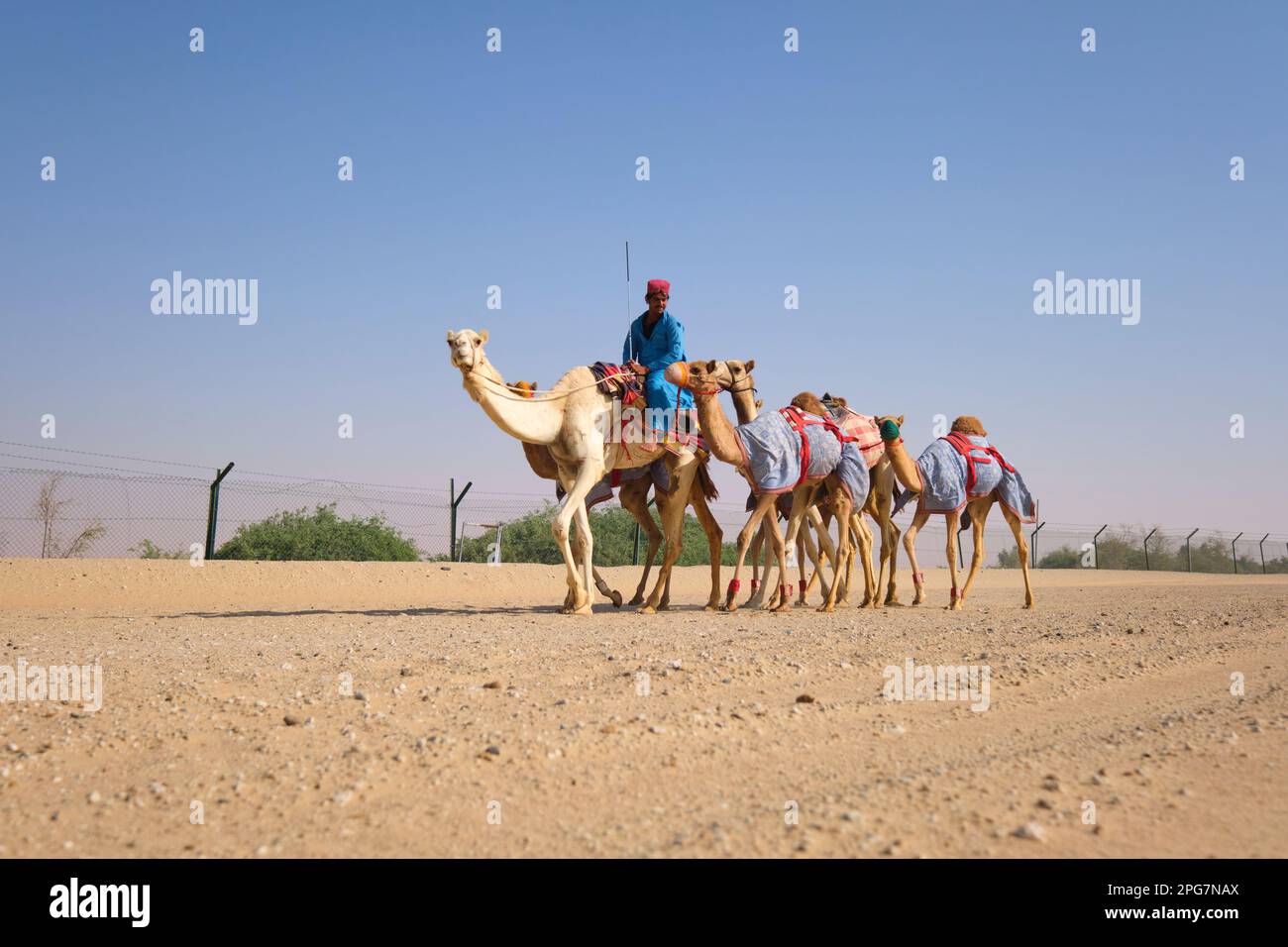 A trainer takes a group of racing camels over to the practice track for ...