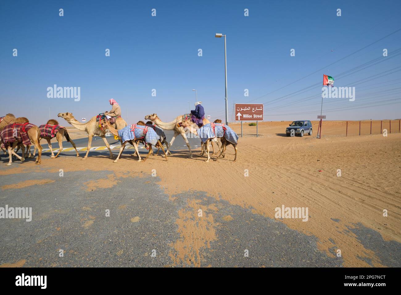 A trainer takes a group of racing camels over to the practice track for ...