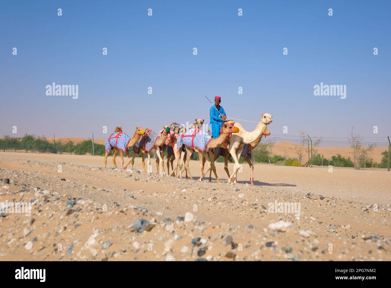 A trainer takes a group of racing camels over to the practice track for ...