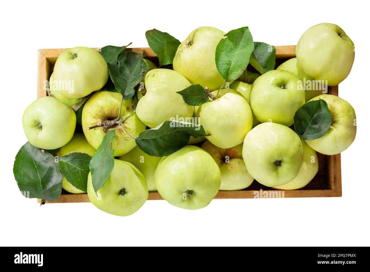 fresh green apples with leaves in a wooden box isolated on white ...