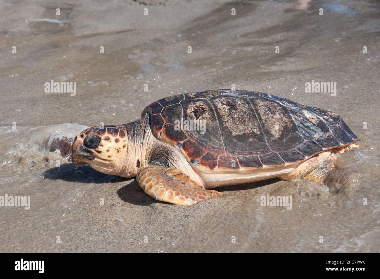 Caretta caretta italy hi-res stock photography and images - Alamy