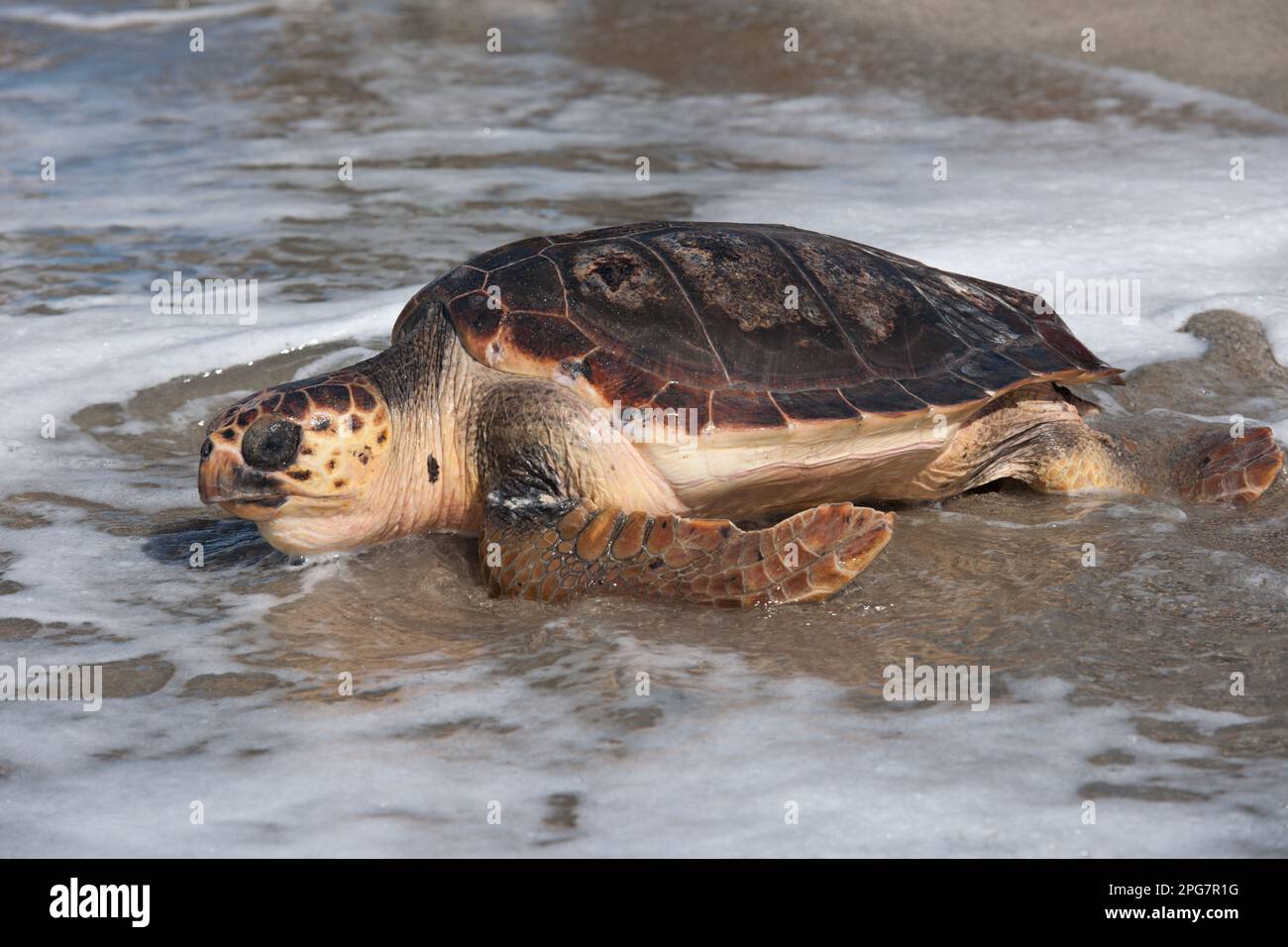 sea turtle, National Park of Cilento, Campania, Italy Stock Photo - Alamy
