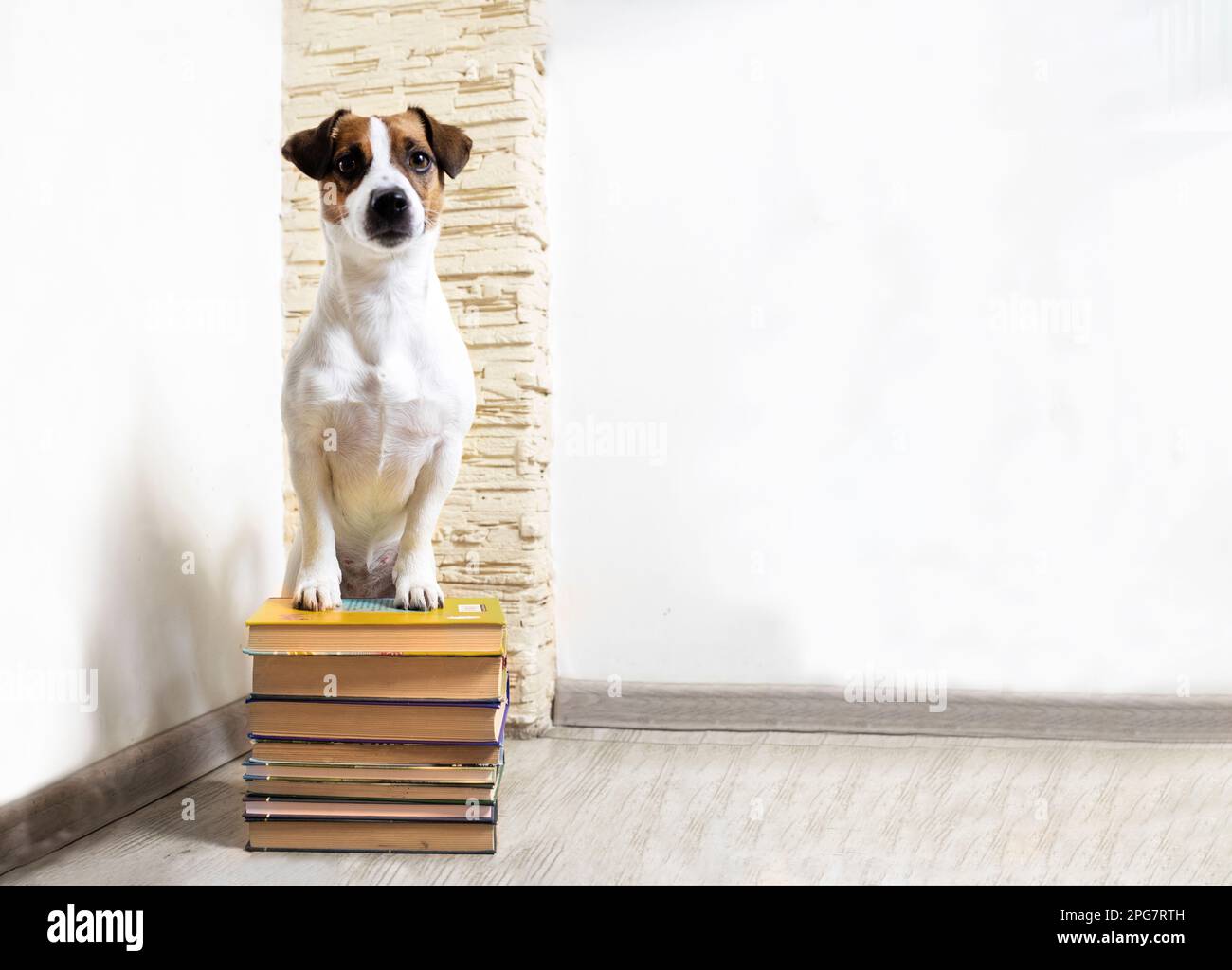 smart jack russell terrier put his front paws on a stack of thick ...