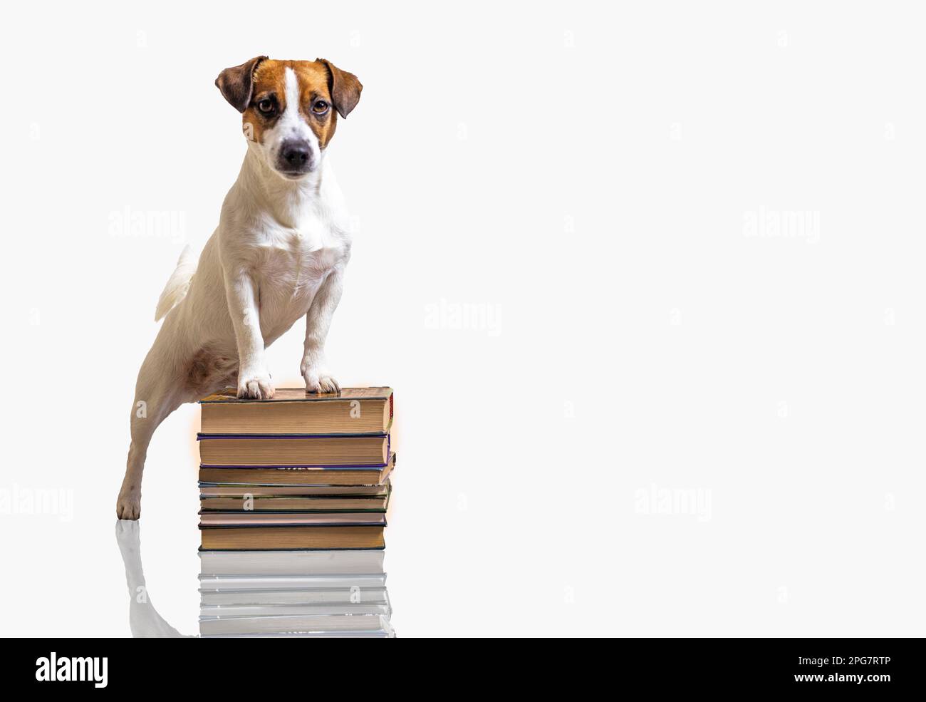 smart jack russell terrier stands on a stack of thick textbooks books ...
