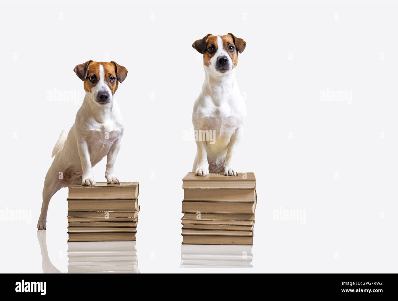 two smart jack russell terrier posed near thick books on a white ...