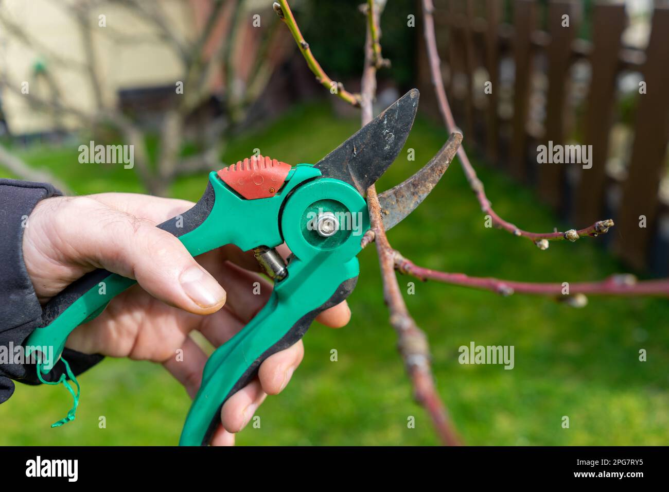 pruning a tree with scissors 01 Stock Photo - Alamy
