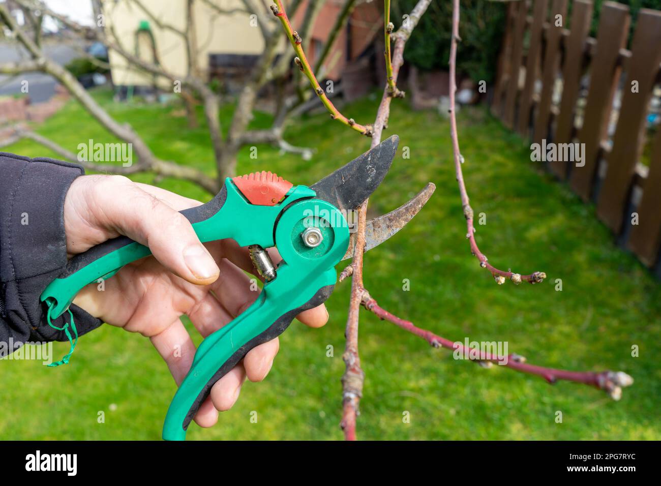 pruning a tree with scissors Stock Photo - Alamy
