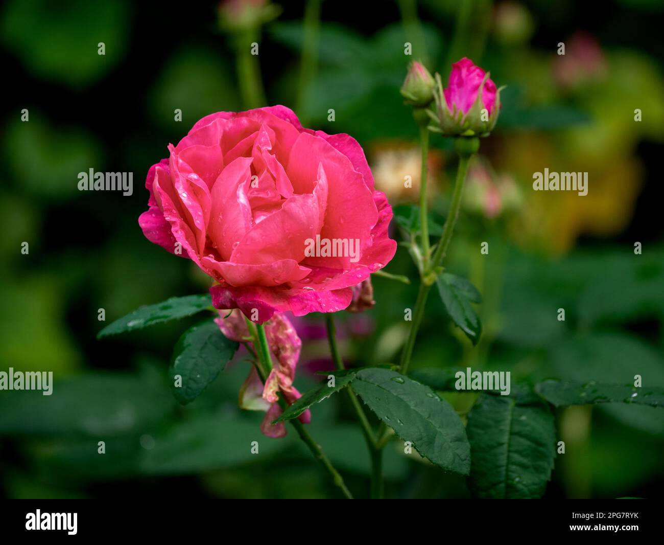 Rose rosa gallica officinalis hi-res stock photography and images - Alamy