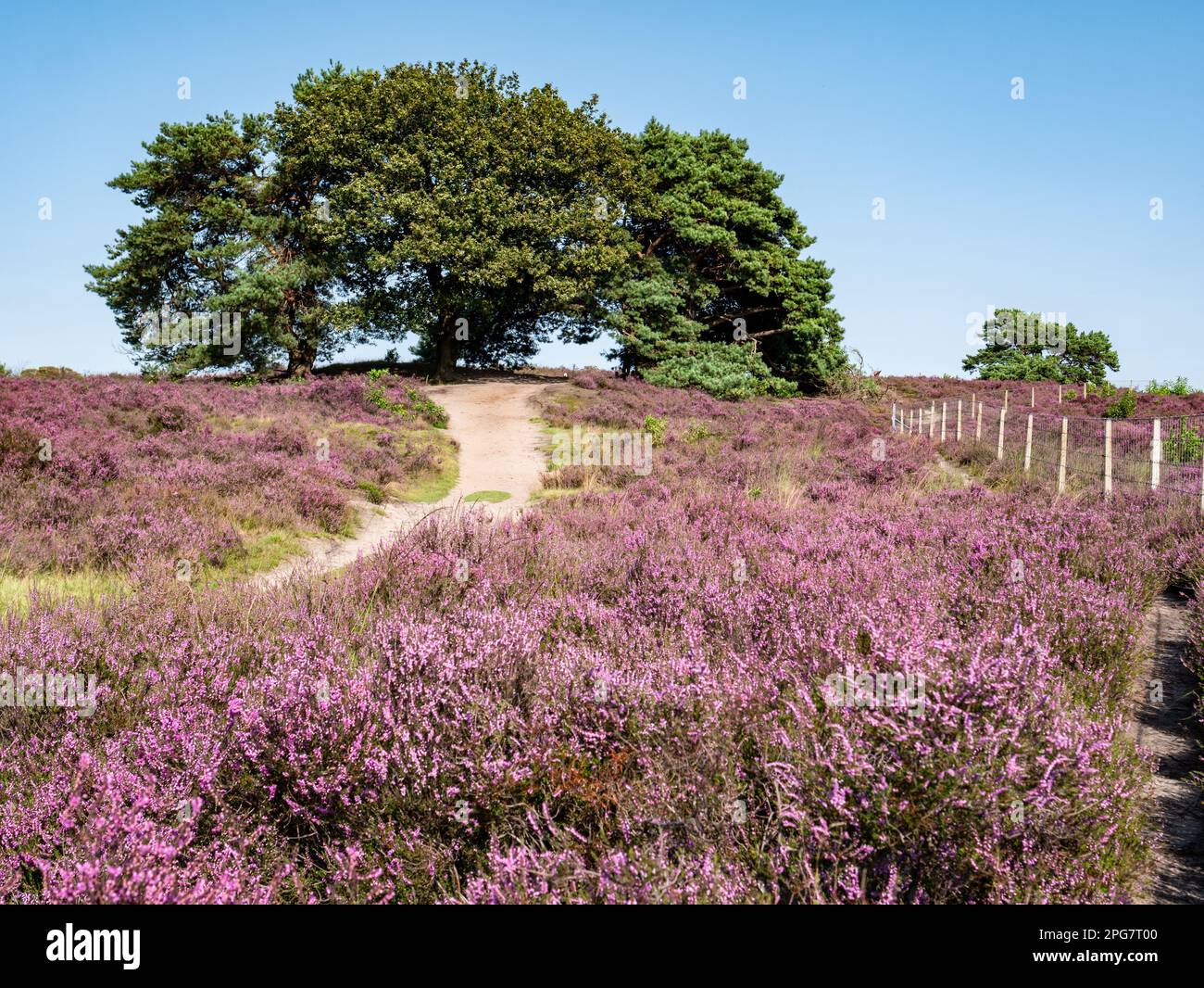 Footpath, oak trees and purple blooming heather in nature reserve ...