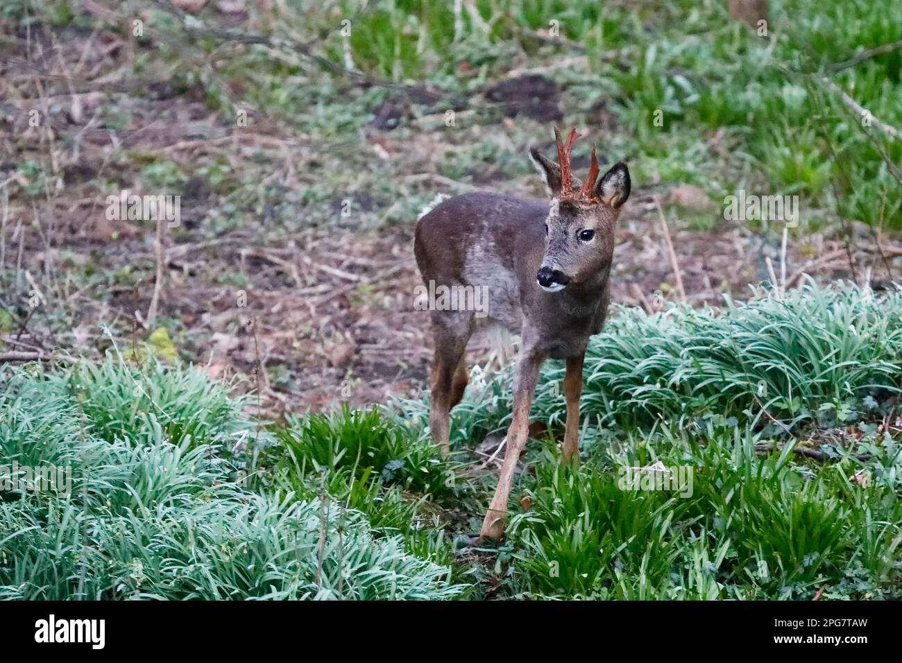 Roe Deer or European roe deer (Capreolus capreolus) making a visit to a ...